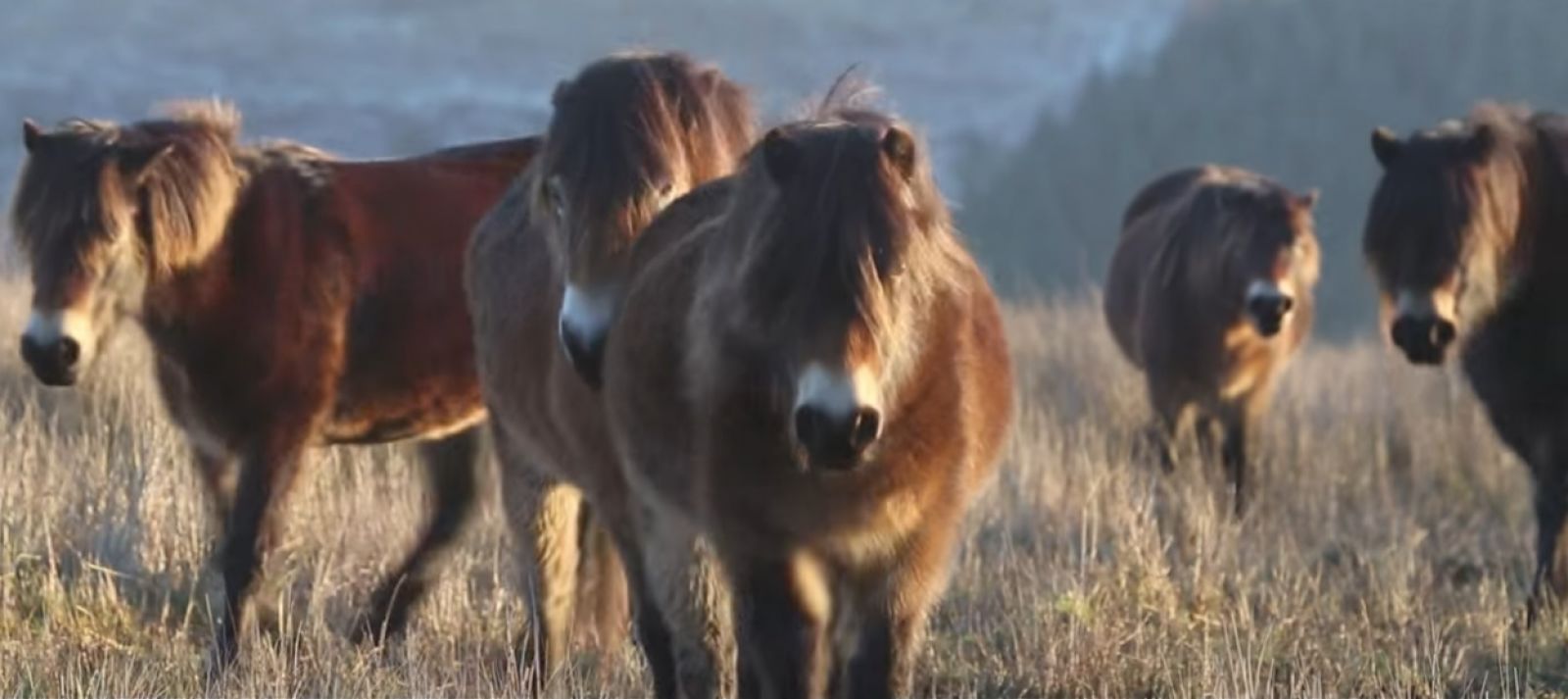 Exmoor Ponies | Exmoor