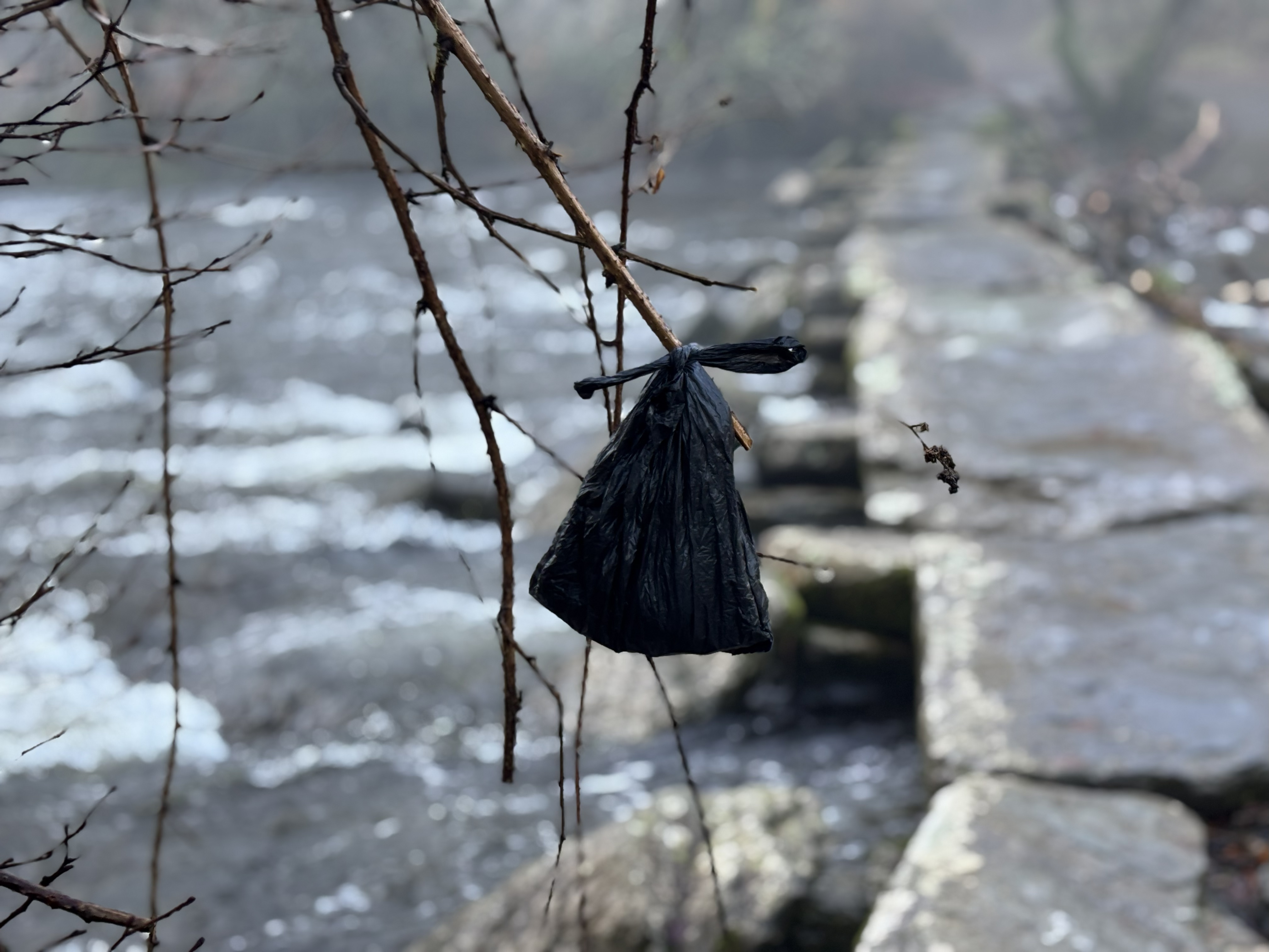 Keep Exmoor Clean Don’t ‘Decorate’ Trees with Dog Poo | Exmoor